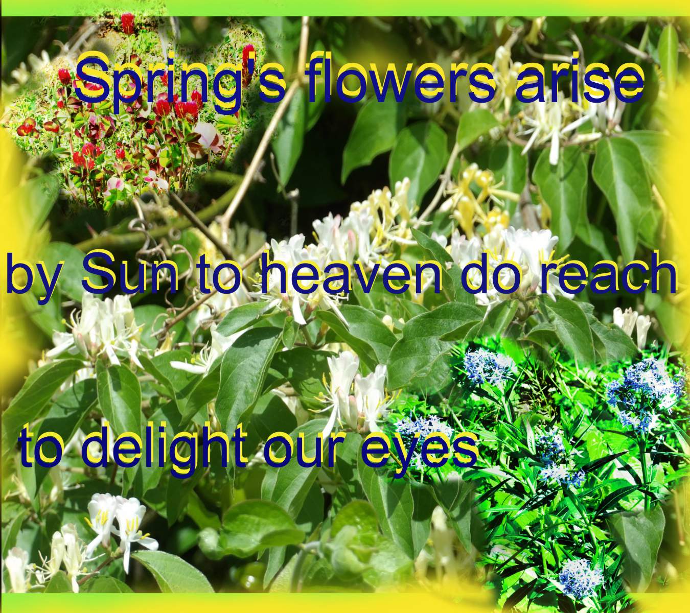 Spring Flowers’ Haiku – SoulSails