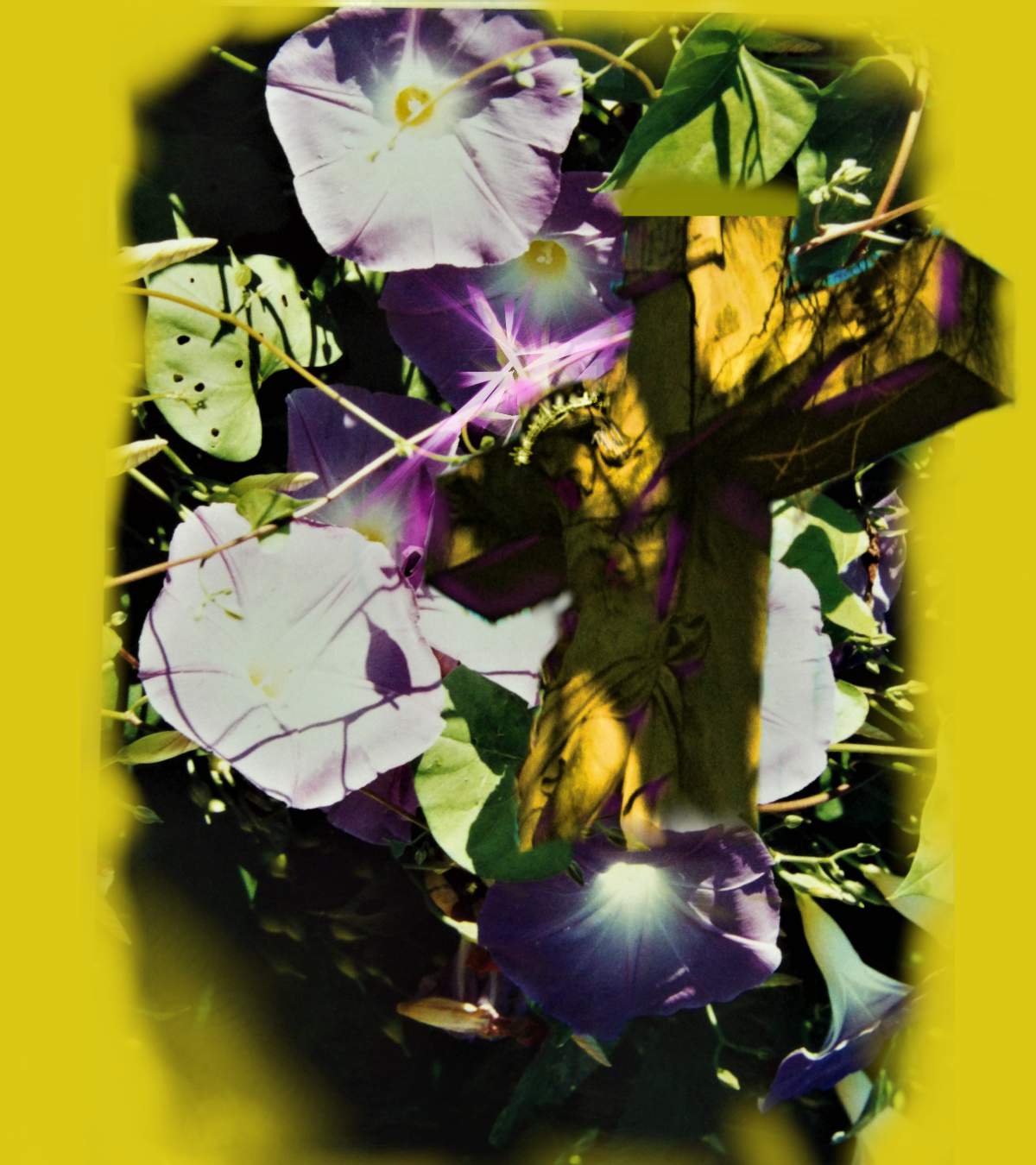 The Seer – SoulSails